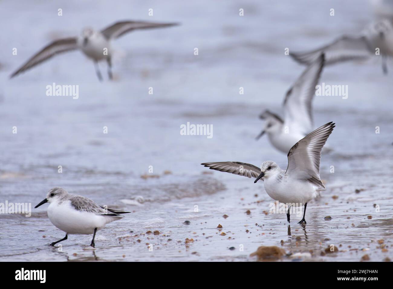 Flock of sanderlings flying hi-res stock photography and images - Alamy