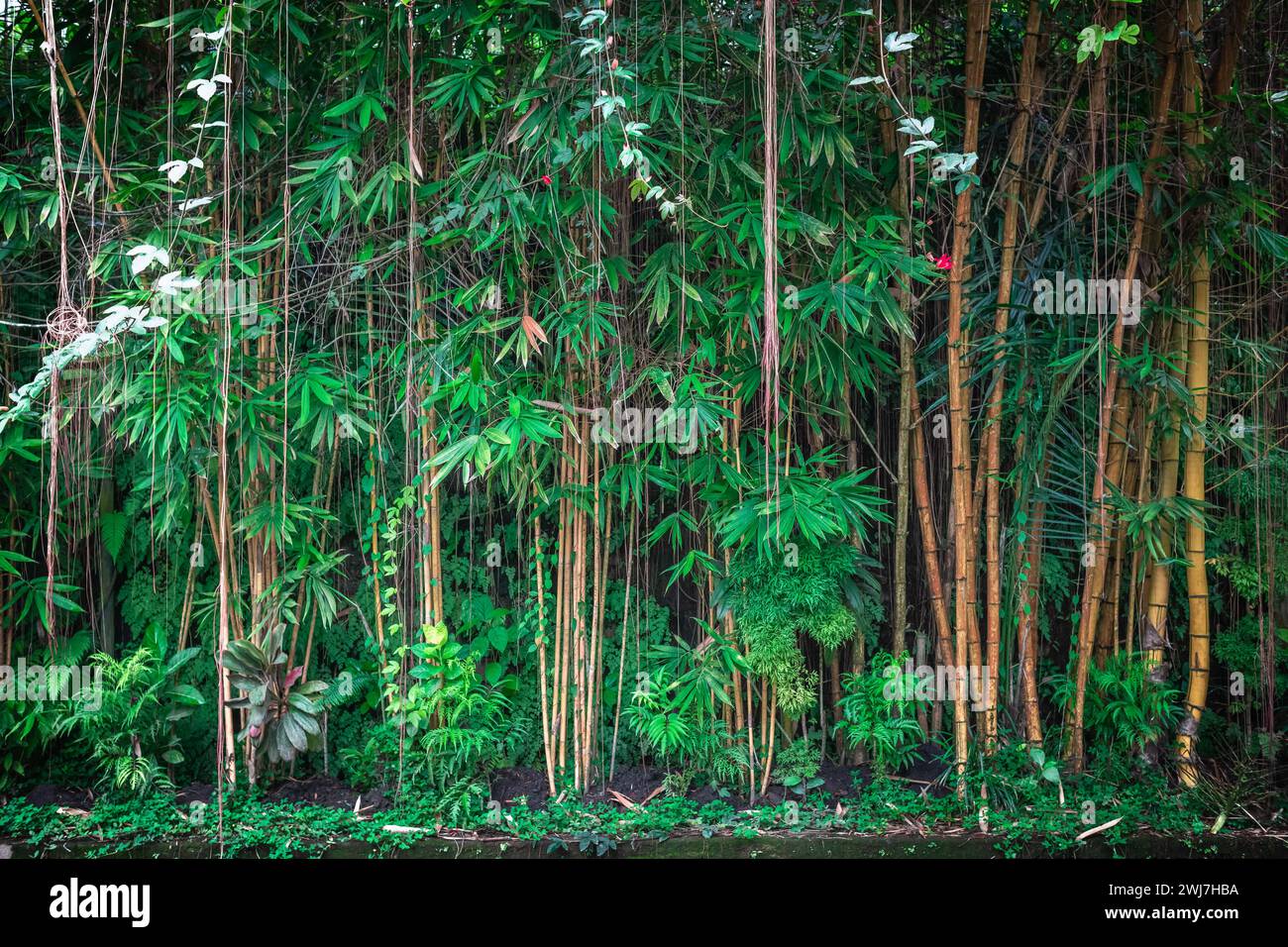 Tropical Rainforest background. Tropical jungle palms, trees and plants ...