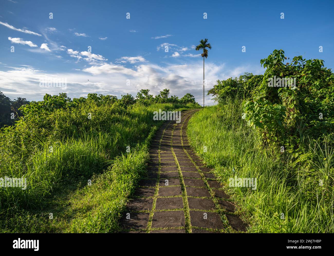 Campuhan Ridge Walk, scenic hiking trail in Ubud, Bali, Indonesia Stock ...