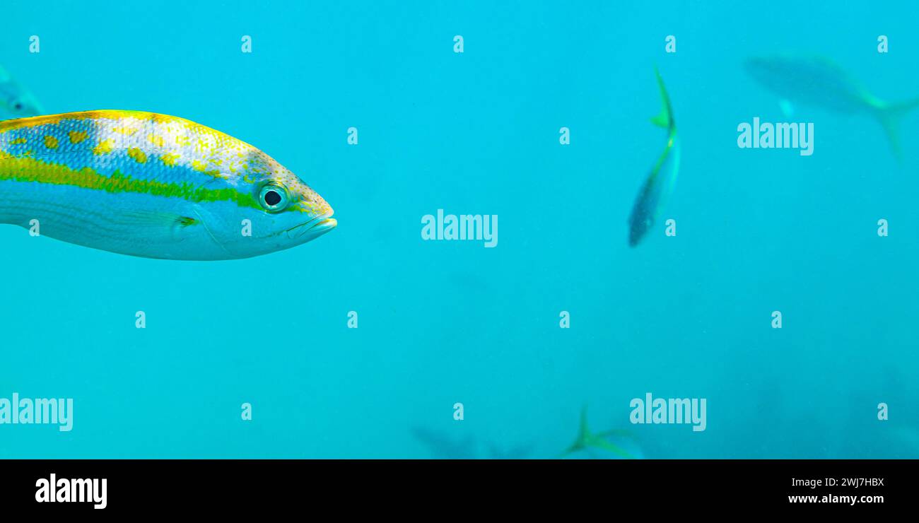 Yellowtail Snapper (Ocyurus chrysurus) swimming underwater with other ...