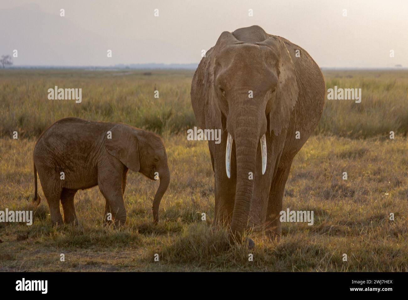 African savanna elephant calf hi-res stock photography and images - Alamy