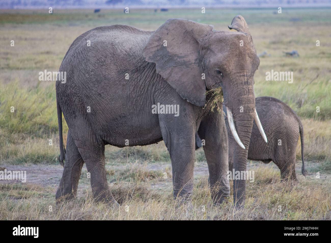 African savanna elephant calf hi-res stock photography and images - Alamy