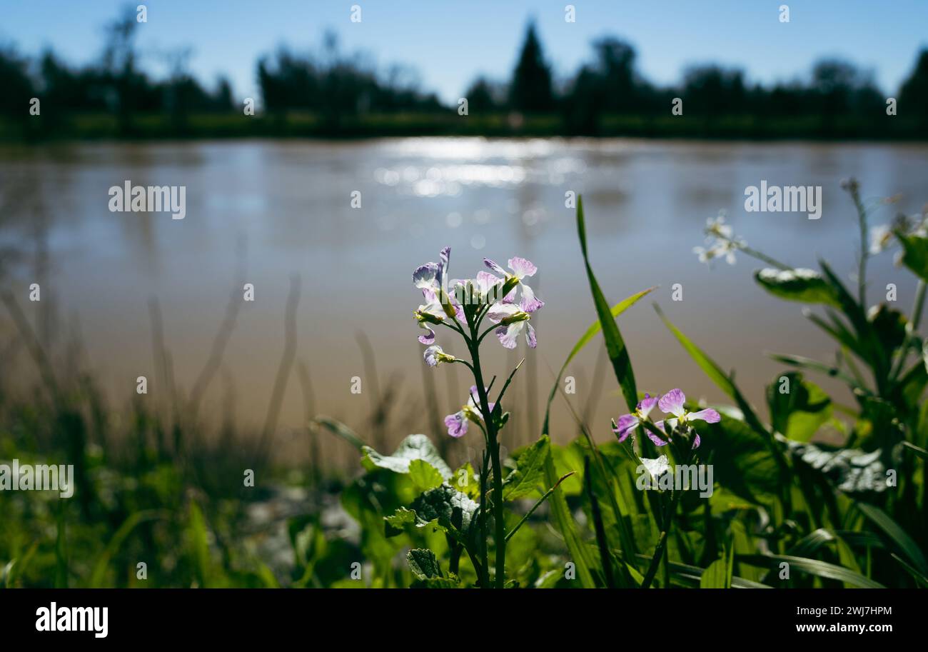 Lake with flowers on shore, surrounded by lush grass Stock Photo - Alamy