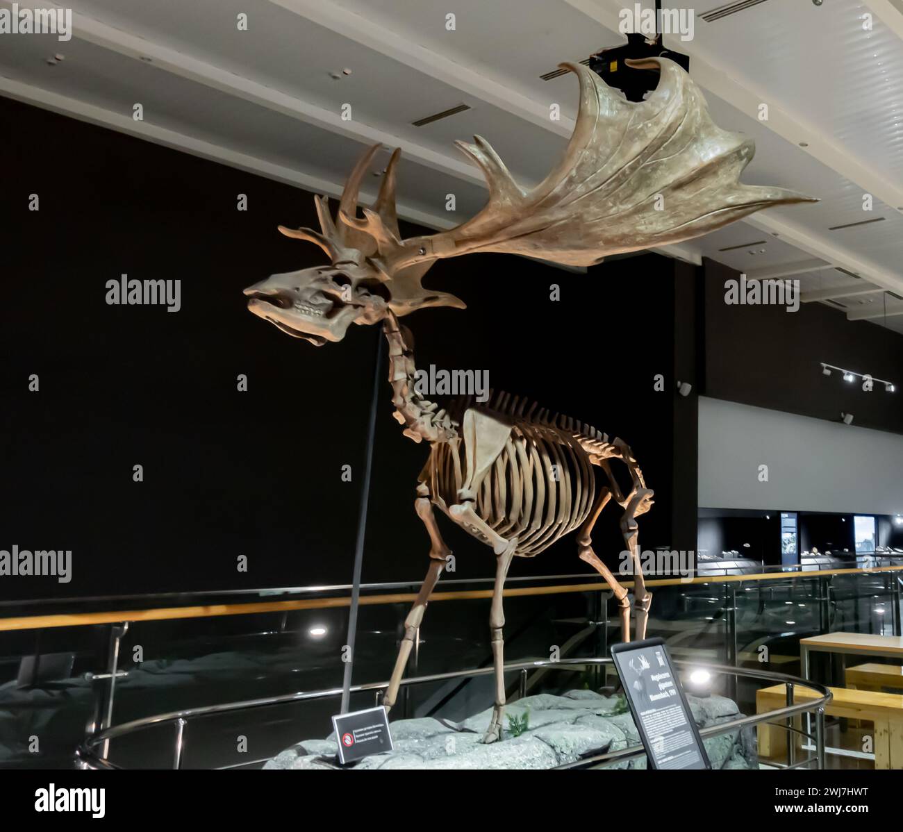 Skeleton of Giant deer Megaloceros giganteus (Blumenbach, 1799 ...