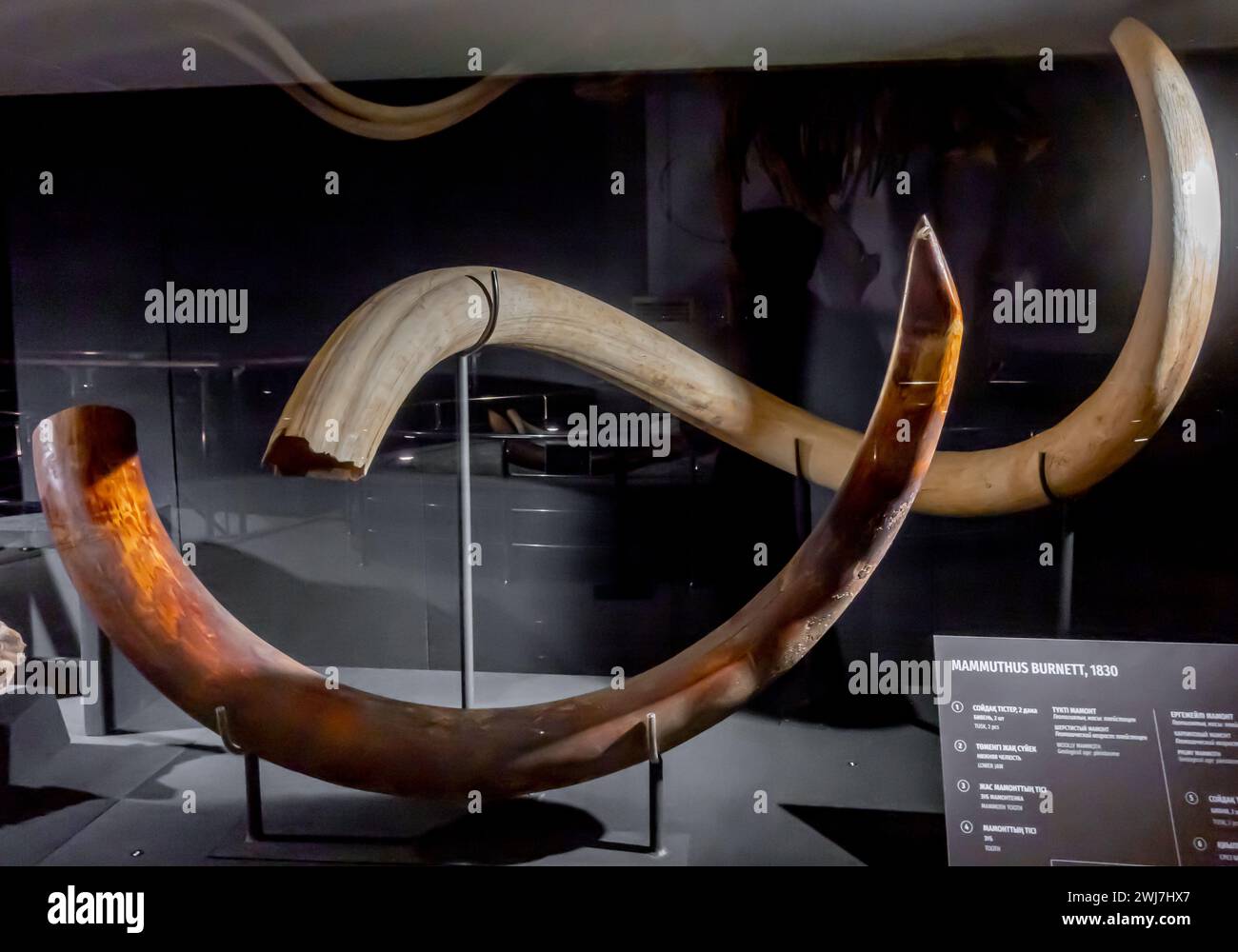Mammoth museums hi-res stock photography and images - Alamy