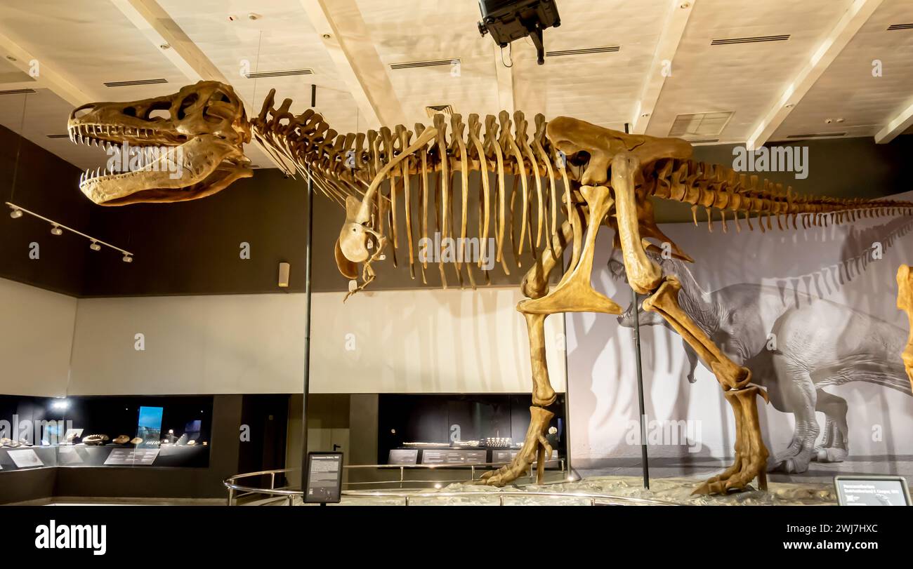 Tyrannosaurus Osborn 1905, Tyrannosaurus rex, T. rex, T-Rex, theropods ...