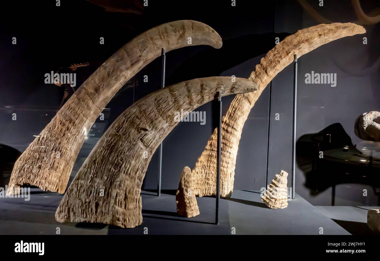Horns of woolly rhinoceros (Coelodonta antiquitatis) , extinct species ...