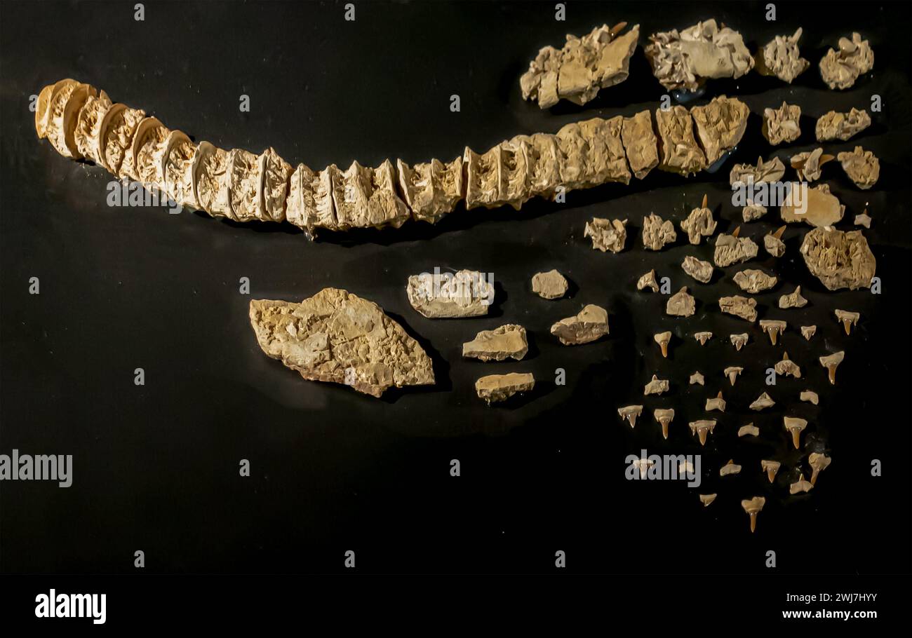 Ancient shark skeleton remains, Manata Mangystau Kazakhstan Stock Photo ...