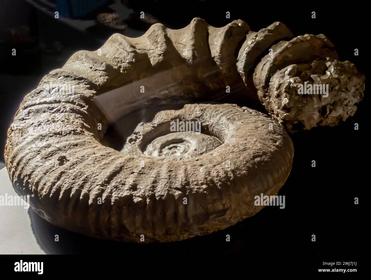 Ammonite, Ammonoidea, Ammonitoceras, a subclass of extinct mollusks ...