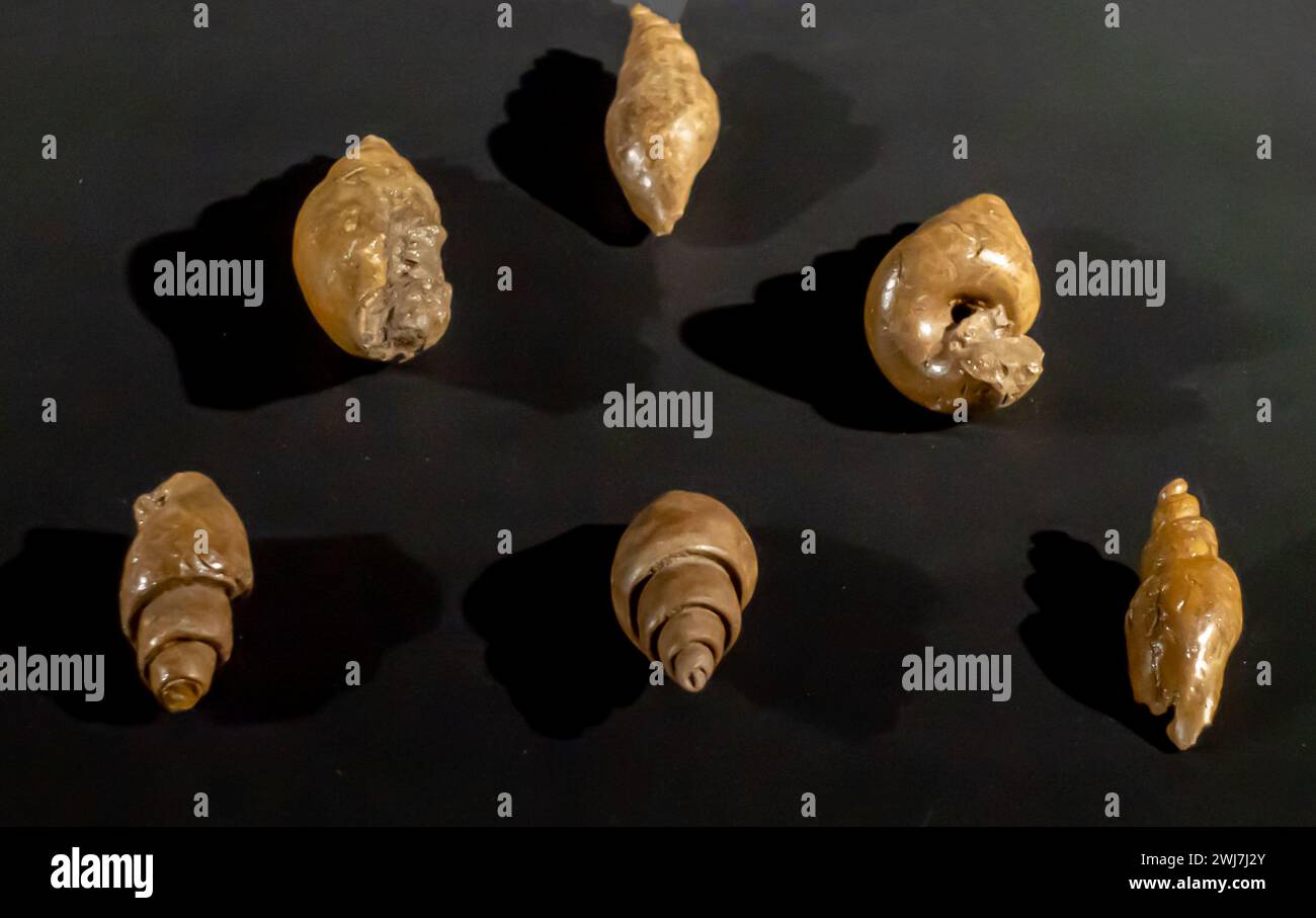 Clam clusters of clam-fish, Mesozoic, Airakty Mangystau Kazakhstan ...