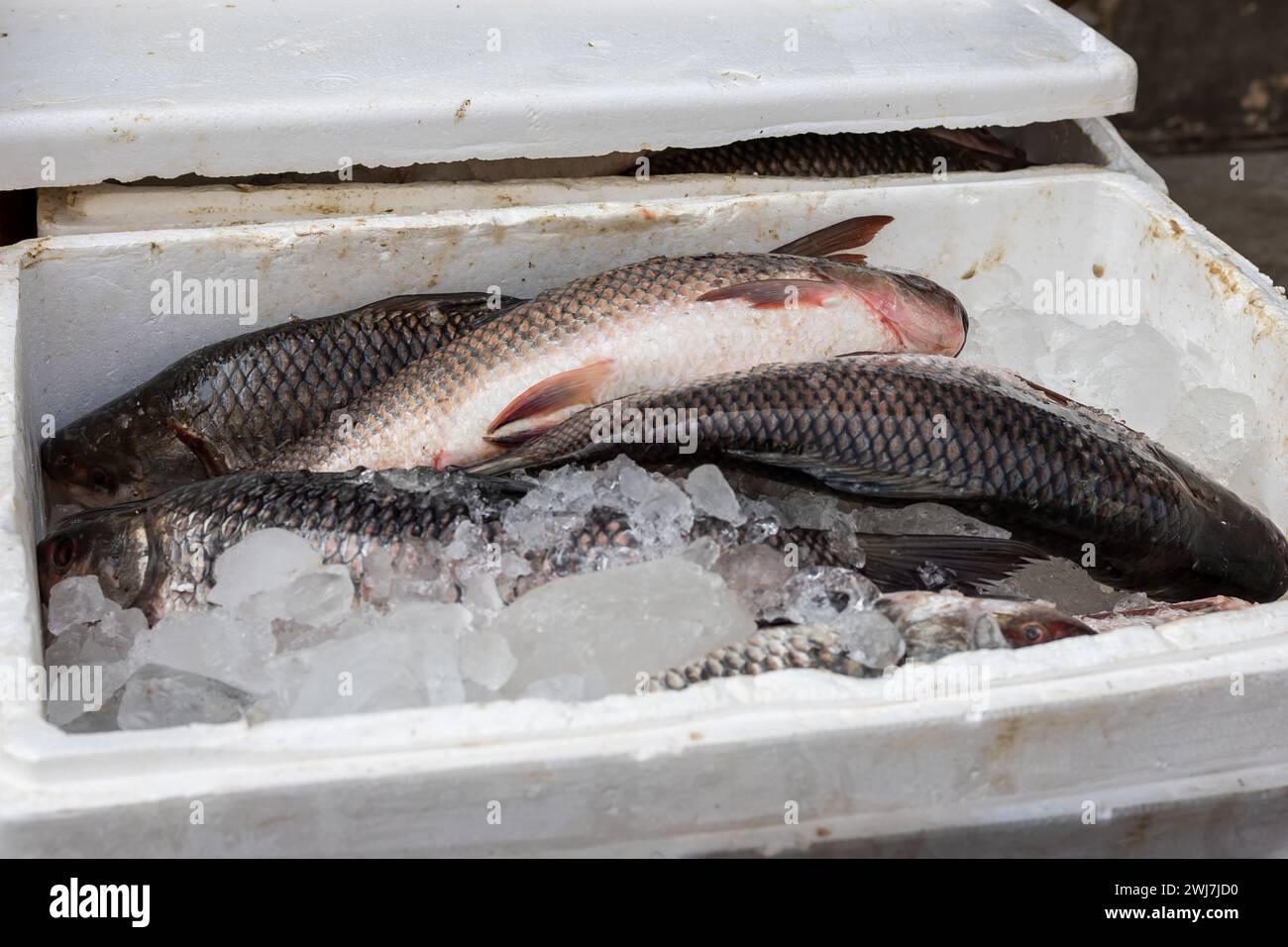 fresh fish kept at snow box at retail shop for sale at day from ...
