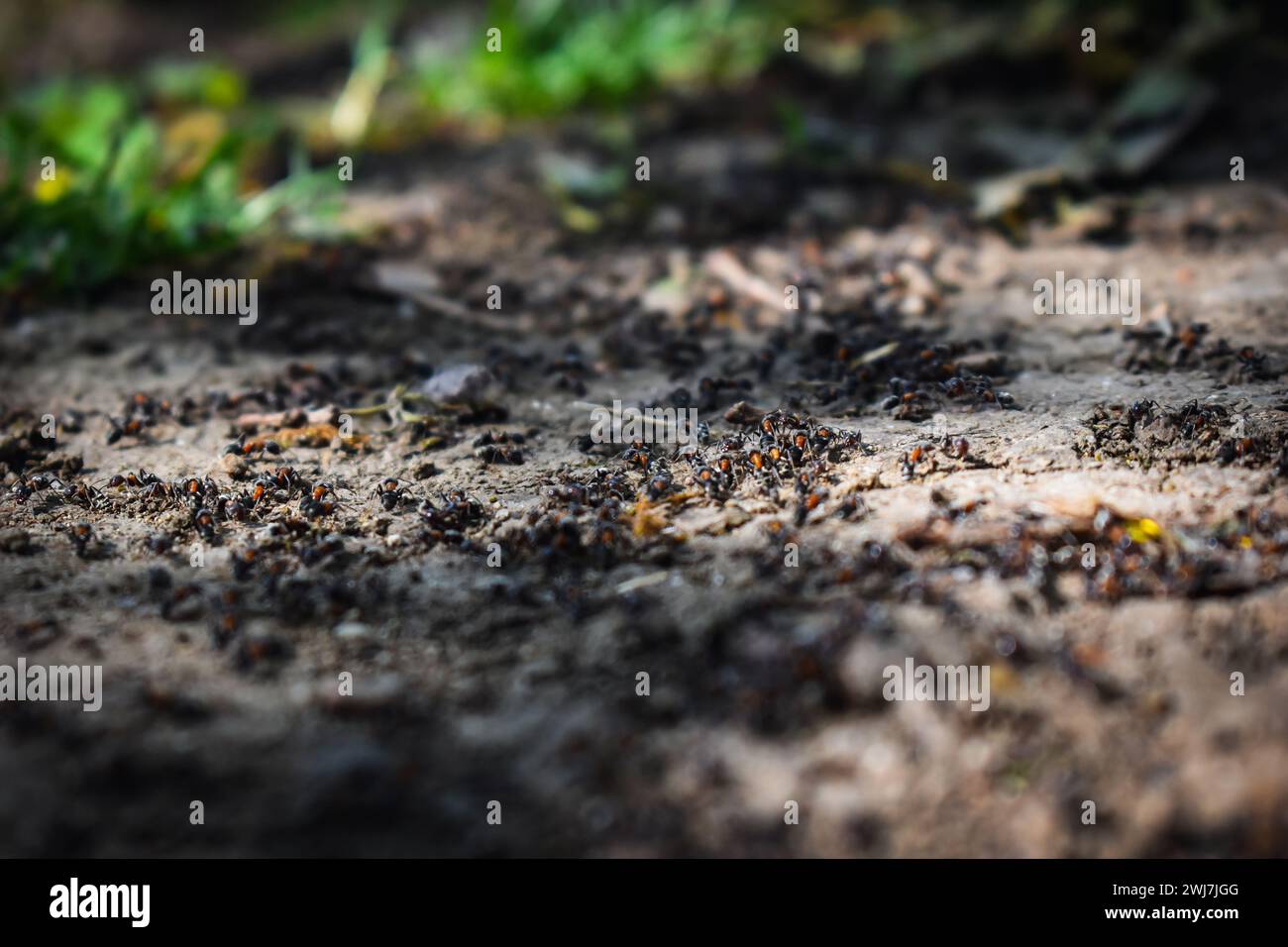 Ants on a path hi-res stock photography and images - Alamy