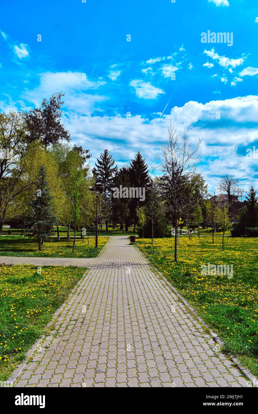 A pathway leading to a lush green space adorned with blossoming yellow ...