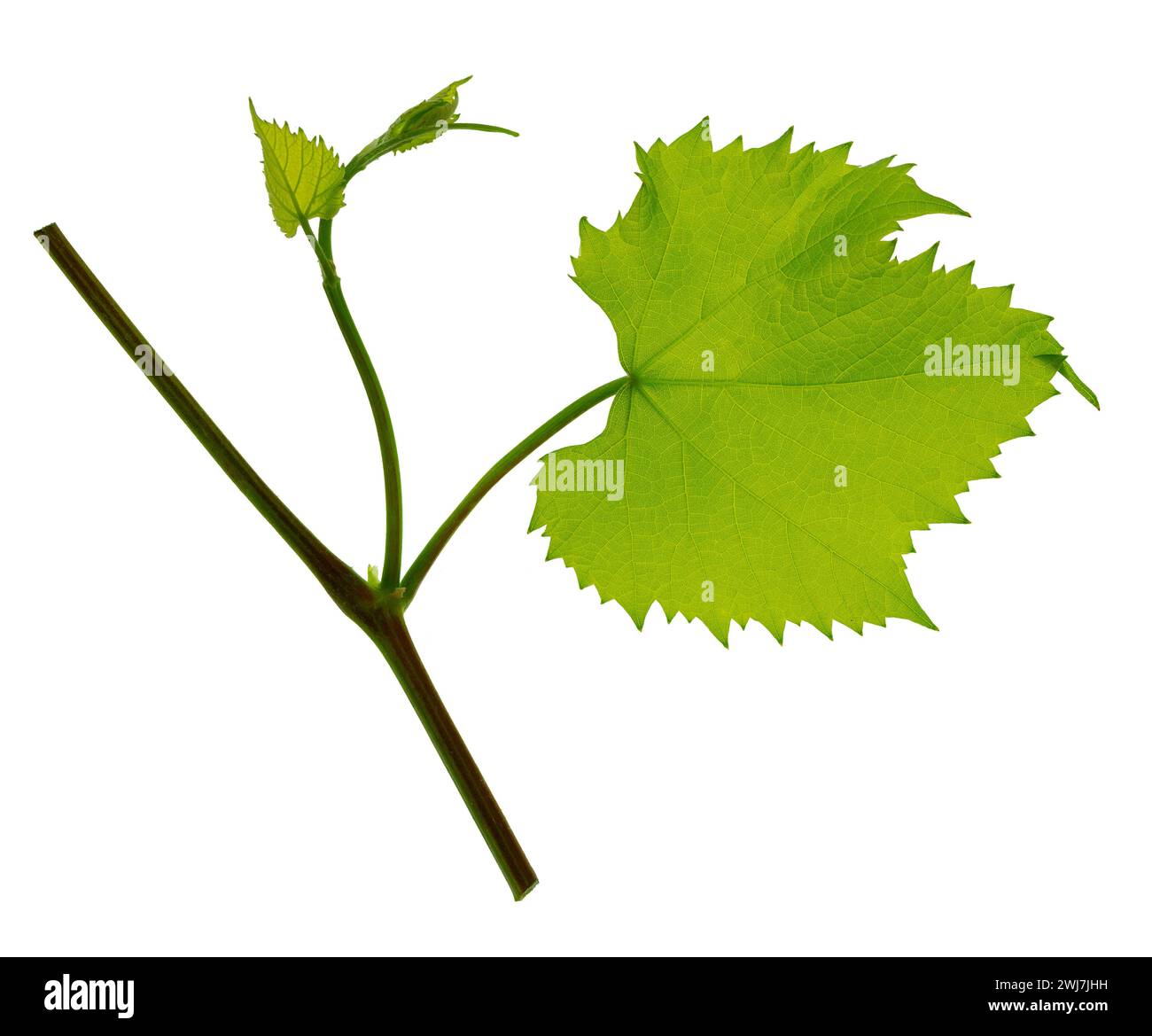 Fresh Green grape vine branch leaves. Greenery. Vine branch, isolated ...