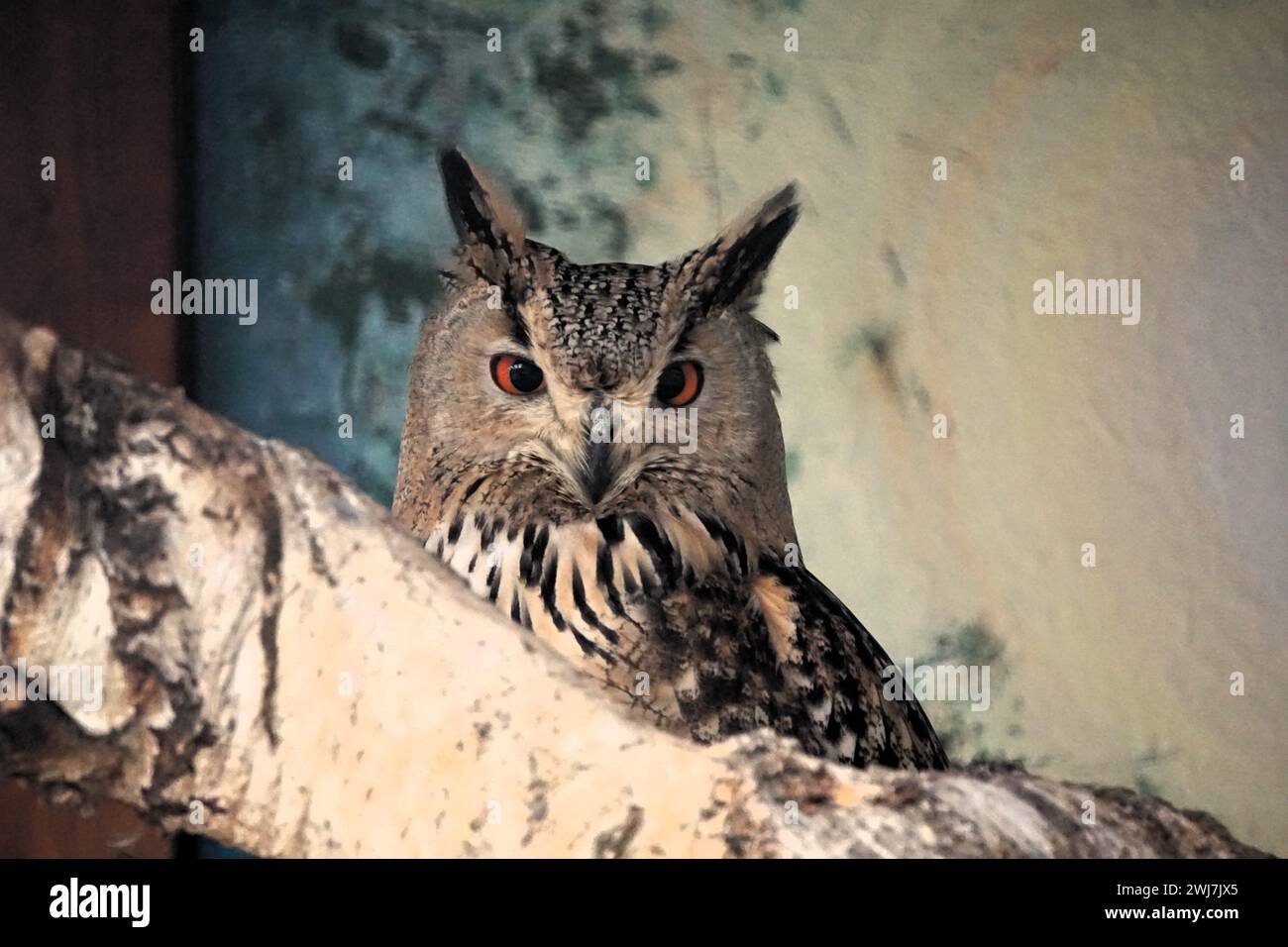 Plumage perches hi-res stock photography and images - Alamy