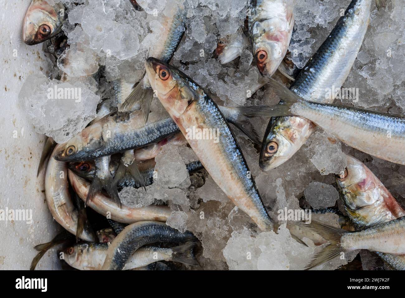 fresh fish kept at snow box at retail shop for sale at day from ...