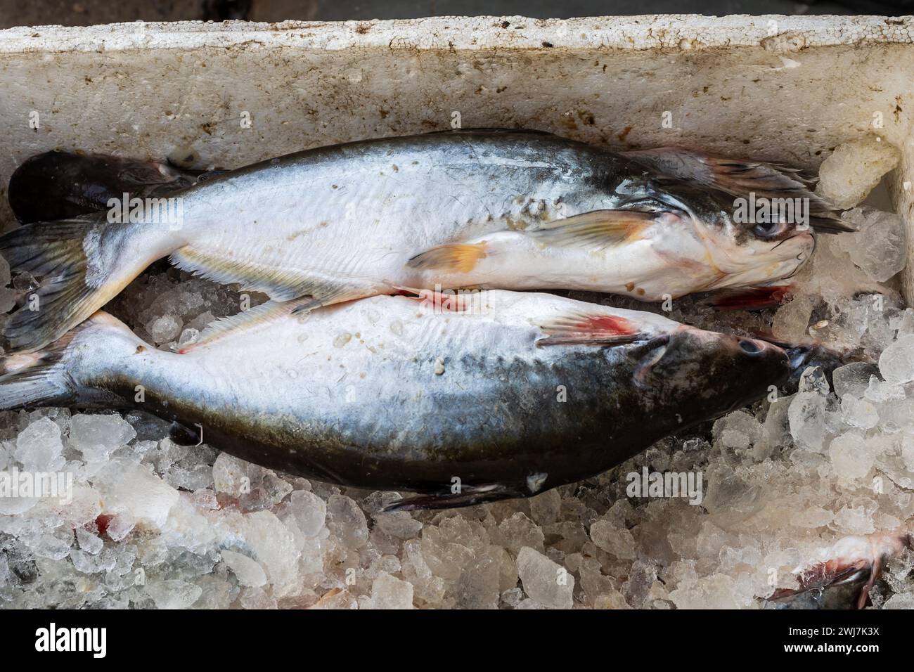 fresh fish kept at snow box at retail shop for sale at day from ...