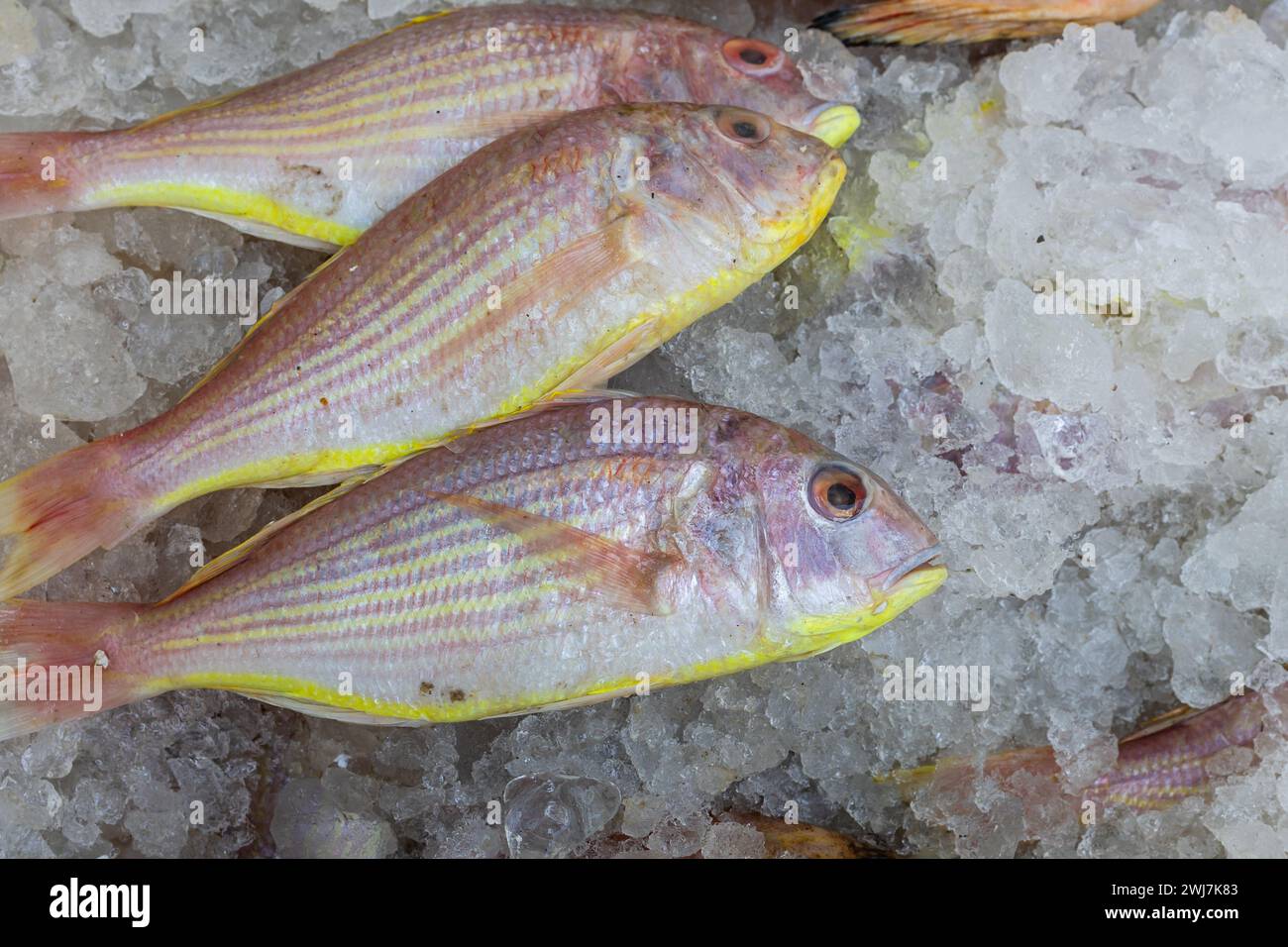 fresh fish kept at snow box at retail shop for sale at day from ...