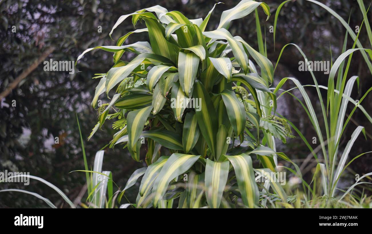 Dracaena fragrans (cornstalk dracaena, striped dracaena, compact ...