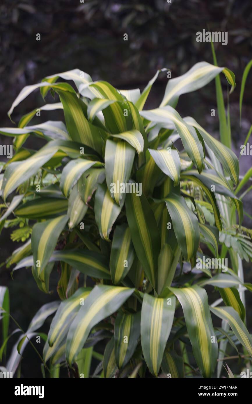 Dracaena fragrans (cornstalk dracaena, striped dracaena, compact ...