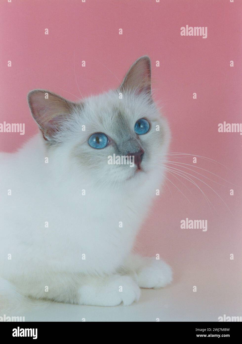 Lilac point birman cat hi-res stock photography and images - Alamy