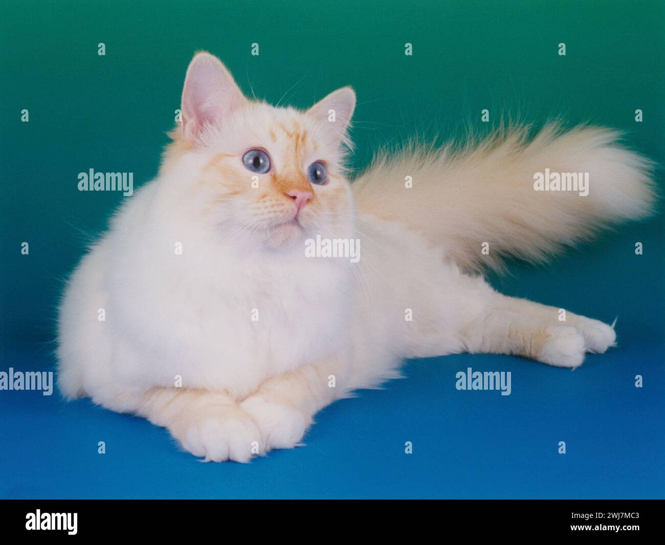 Birman Cat Red Point Layed Forwards Stock Photo - Alamy