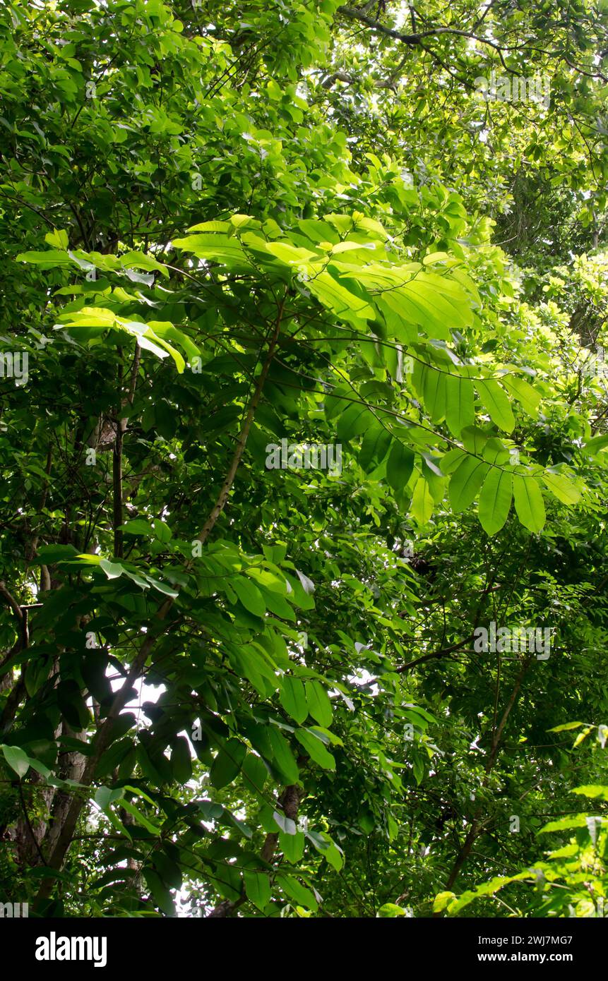 Leaves of Castilla elastica, commonly known as the Panama rubber tree ...
