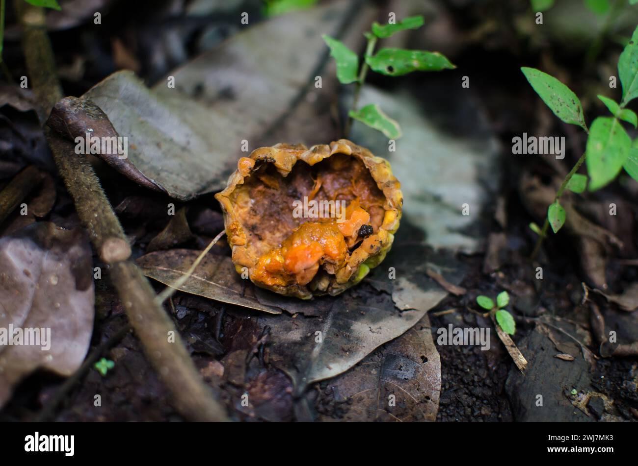 Tropical rainforest tree species hi-res stock photography and images ...