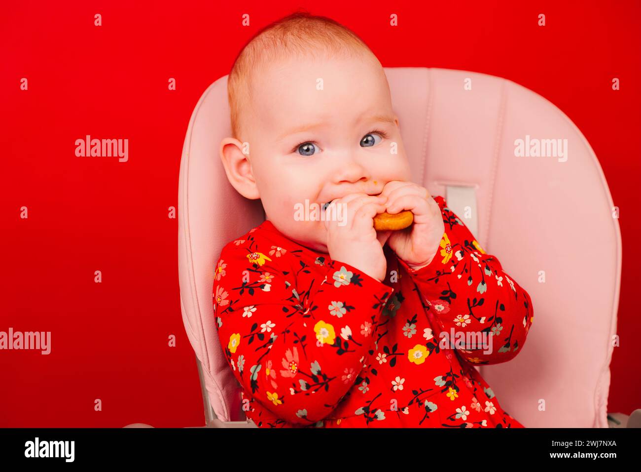 A little infant girl eats cookies sitting on a high chair on a red ...