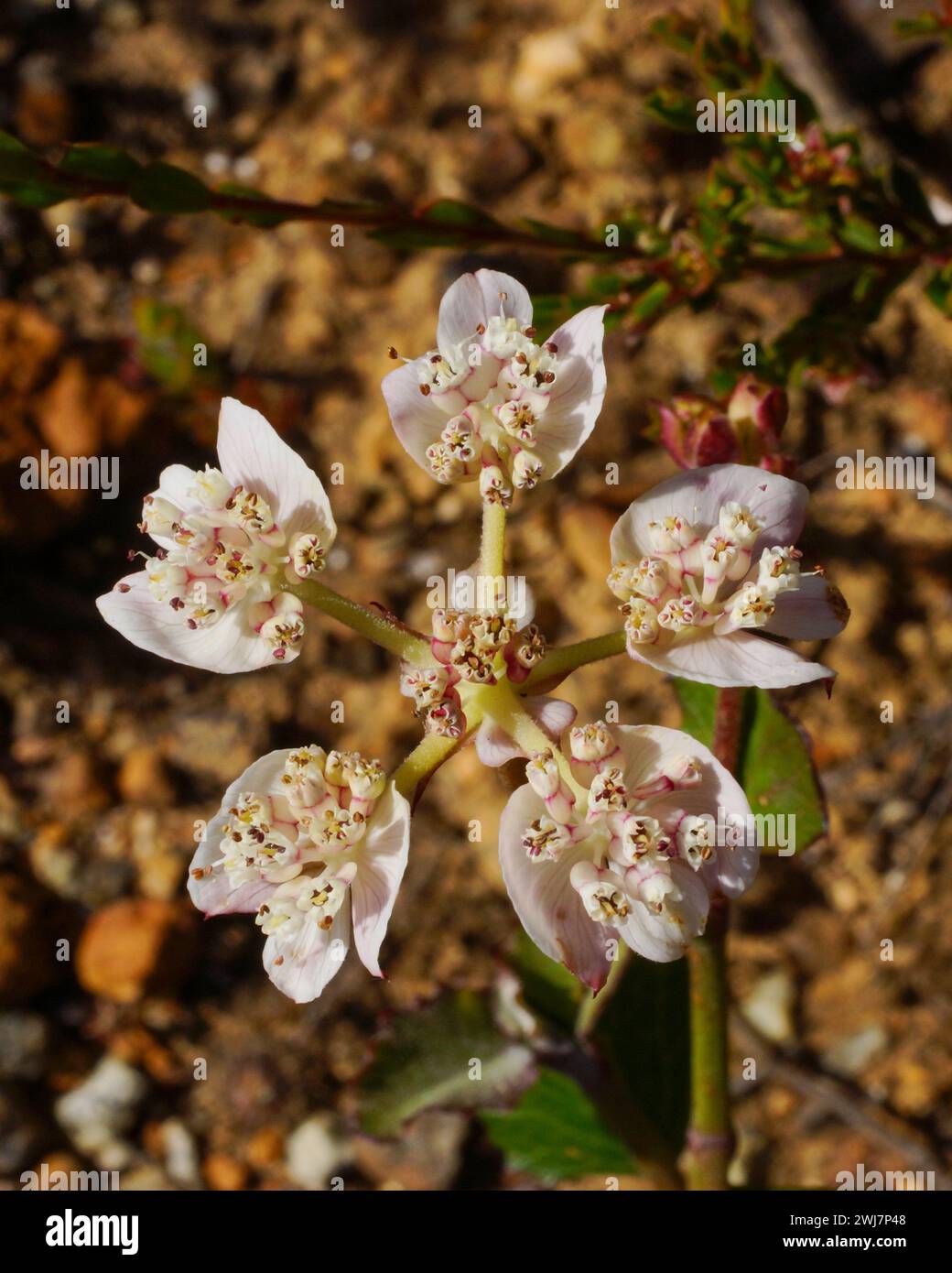 Flower of the Southern cross (Xanthosia rotundifolia), Western ...