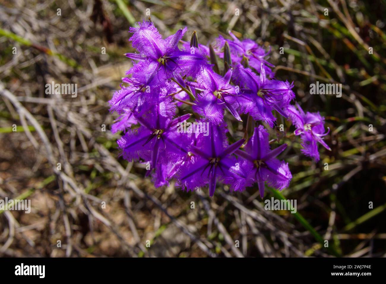 Fringe lily hi-res stock photography and images - Alamy