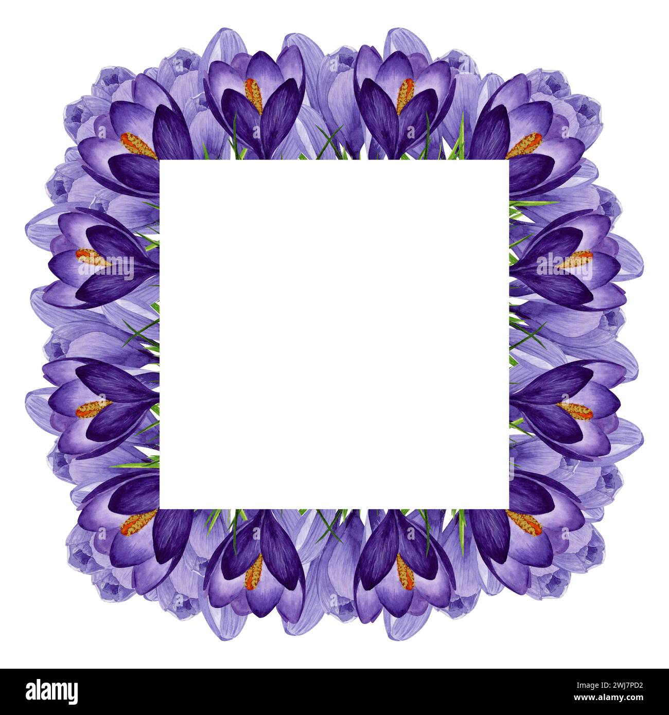 Purple crocuses spring flowers square frame. Hand painted watercolor ...