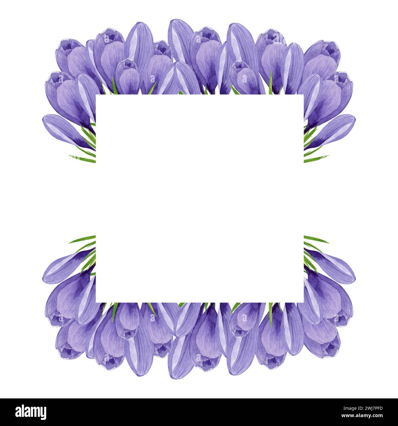 Purple crocuses spring flowers square frame. Hand painted watercolor ...