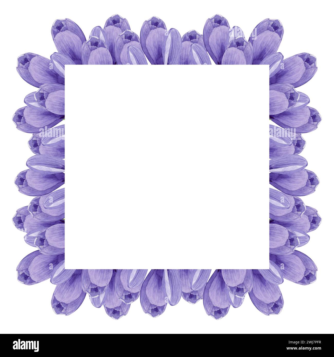 Purple crocuses spring flowers square frame. Hand painted watercolor ...