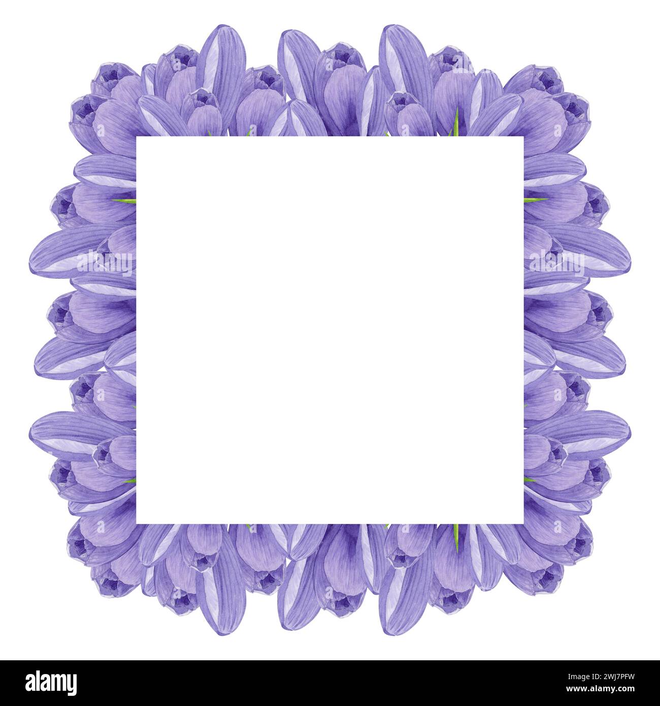 Purple crocuses spring flowers square frame. Hand painted watercolor ...