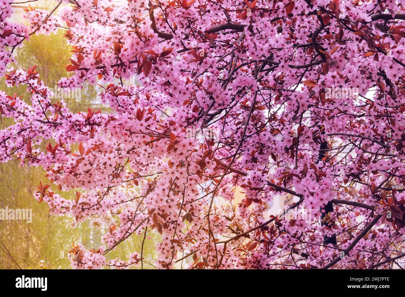 Apricot color flower hi-res stock photography and images - Alamy