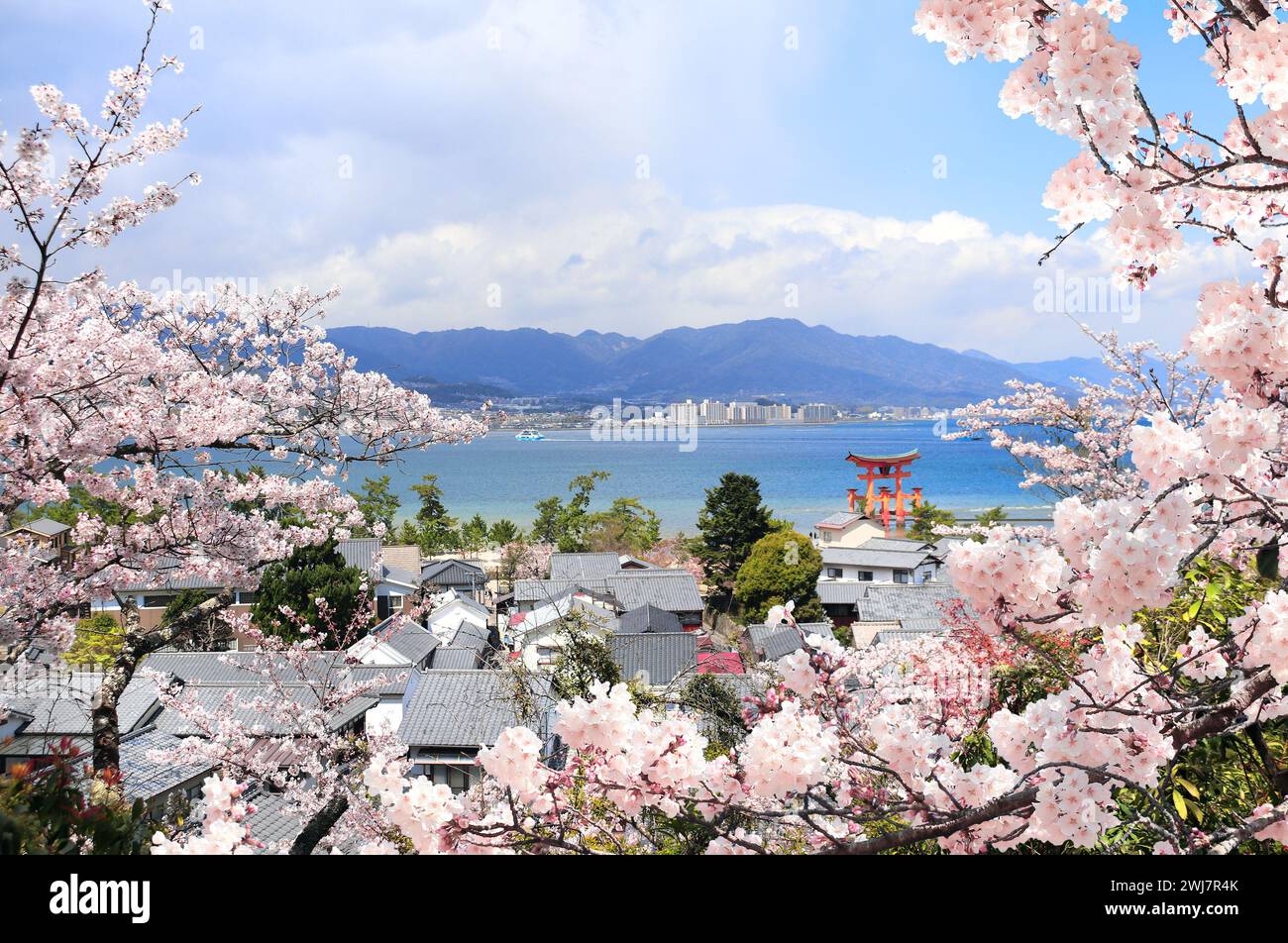 Aerial view on floating Torii gate and blooming sakura trees ...