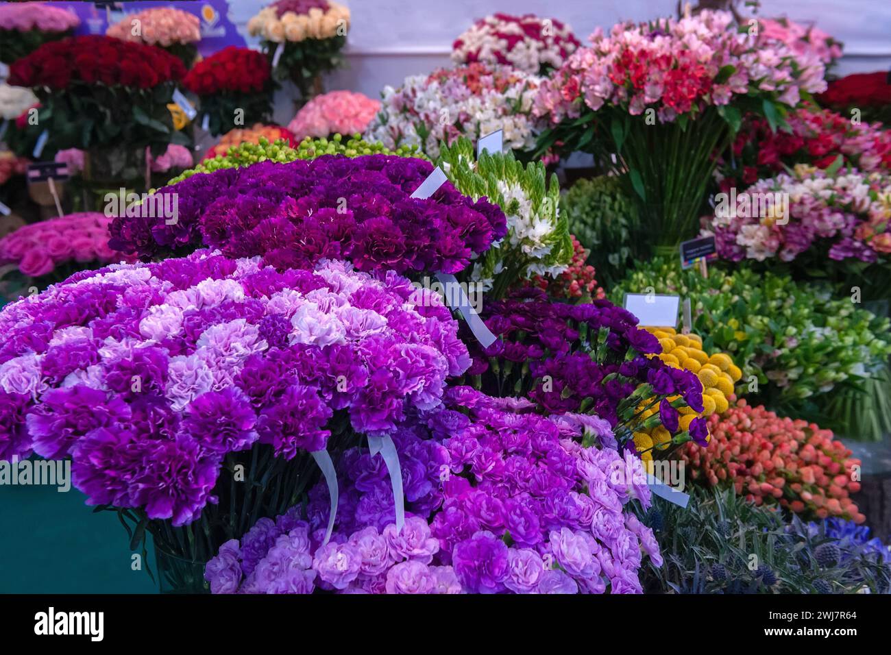 Carnations and other flowers of exotic colors in huge bouquets. Blue ...