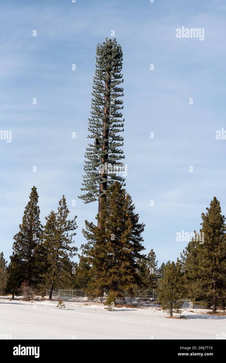 Cell tower camouflaged as pine tree, Wallowa County, Oregon Stock Photo - Alamy