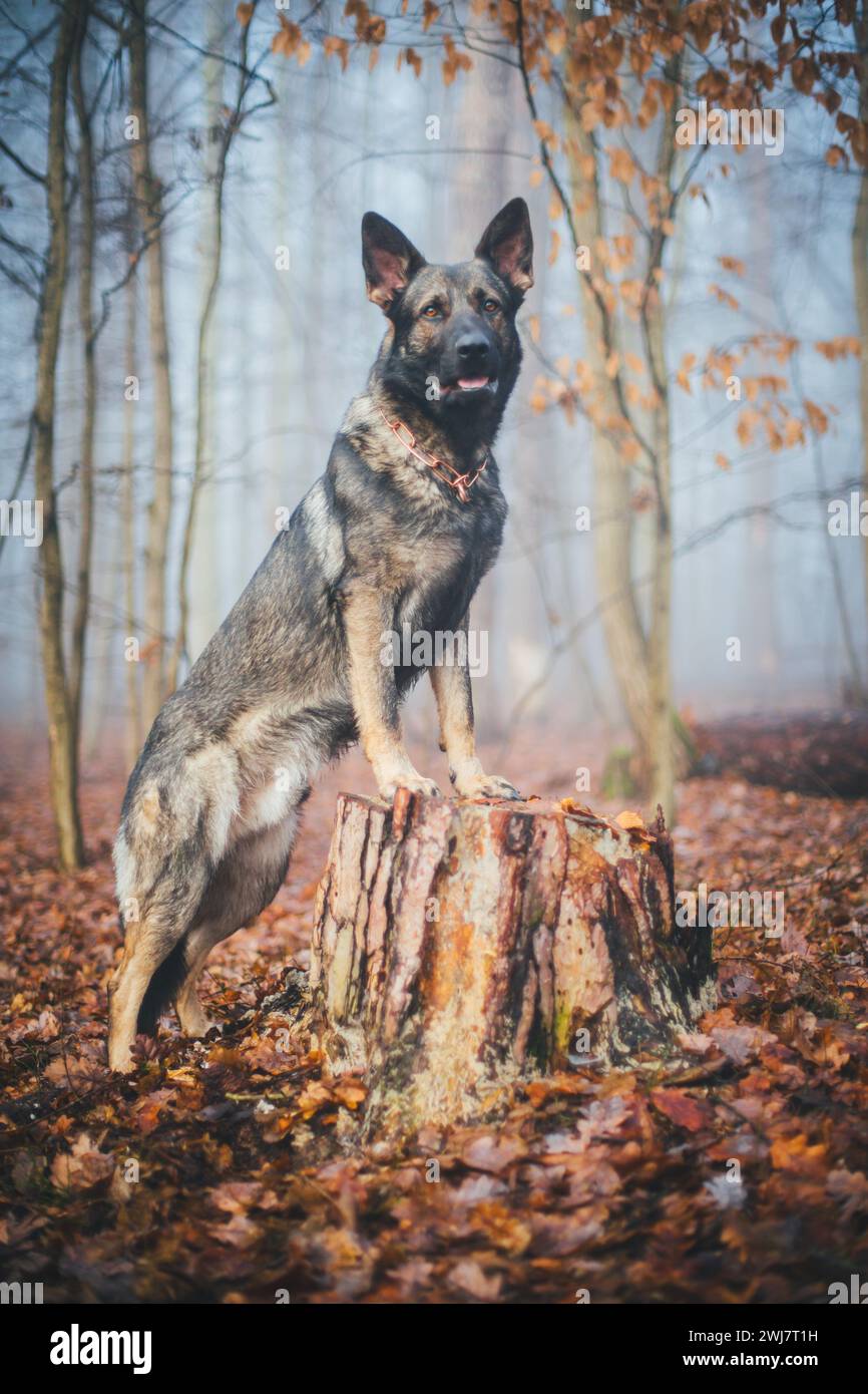 Working line German Shepherd Dog (Alsatian Stock Photo - Alamy