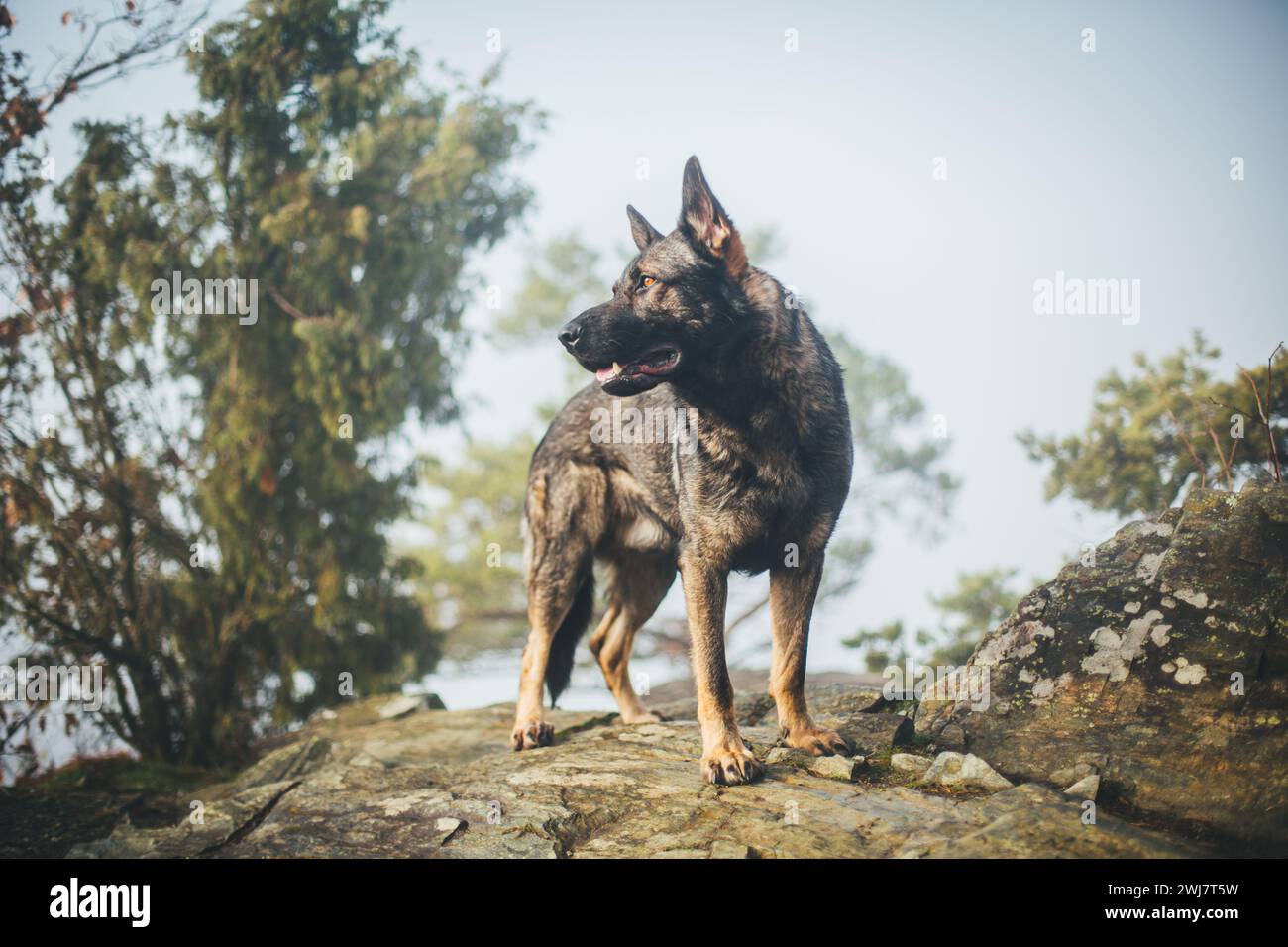 Working line German Shepherd Dog (Alsatian Stock Photo - Alamy