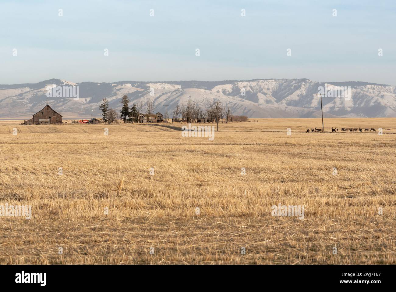 Mule deer grazing on crop stubble near old farm buildings in Asotin ...