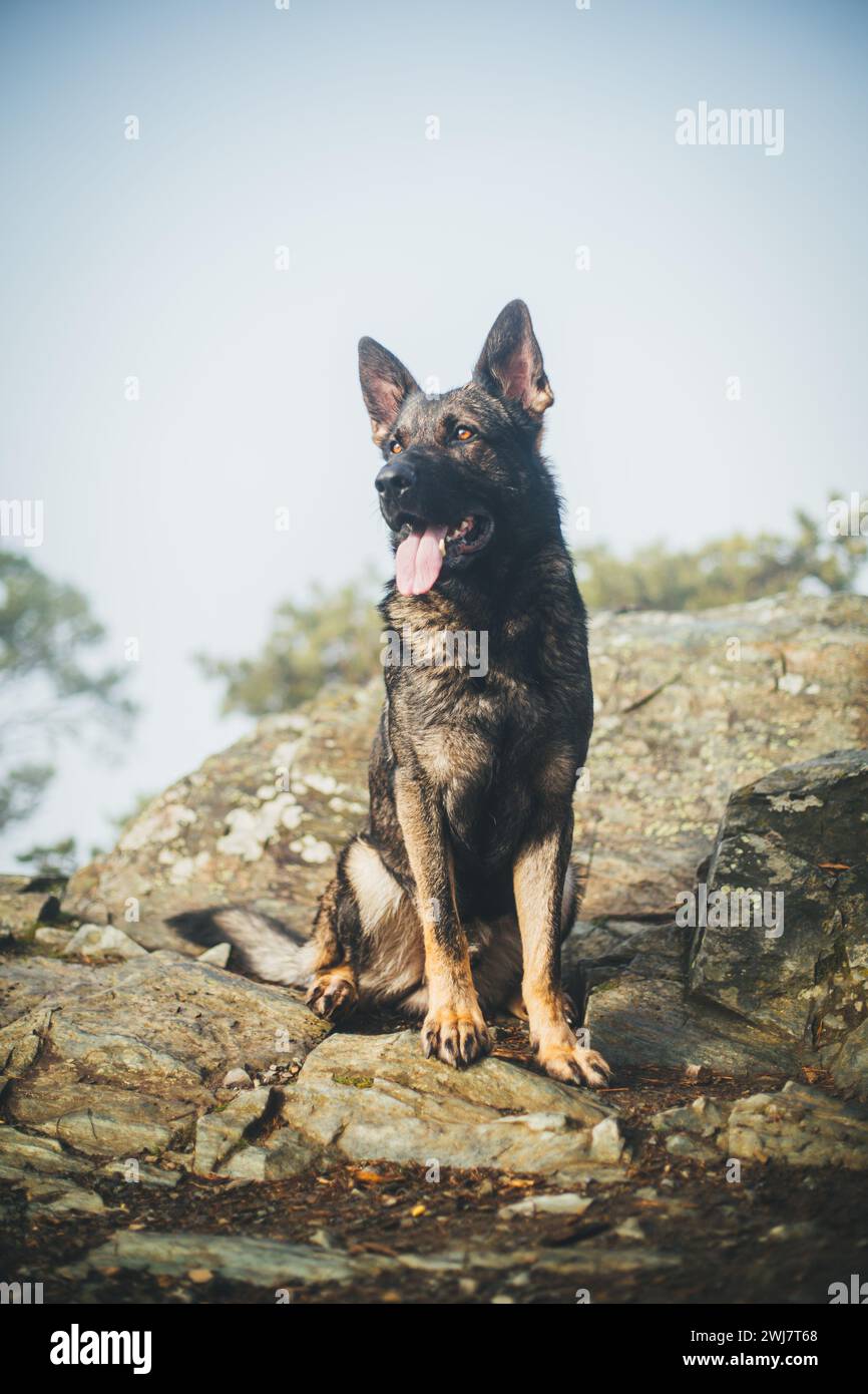 Working line dog hi-res stock photography and images - Alamy