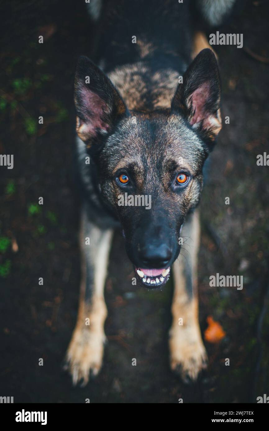Working line German Shepherd Dog (Alsatian Stock Photo - Alamy
