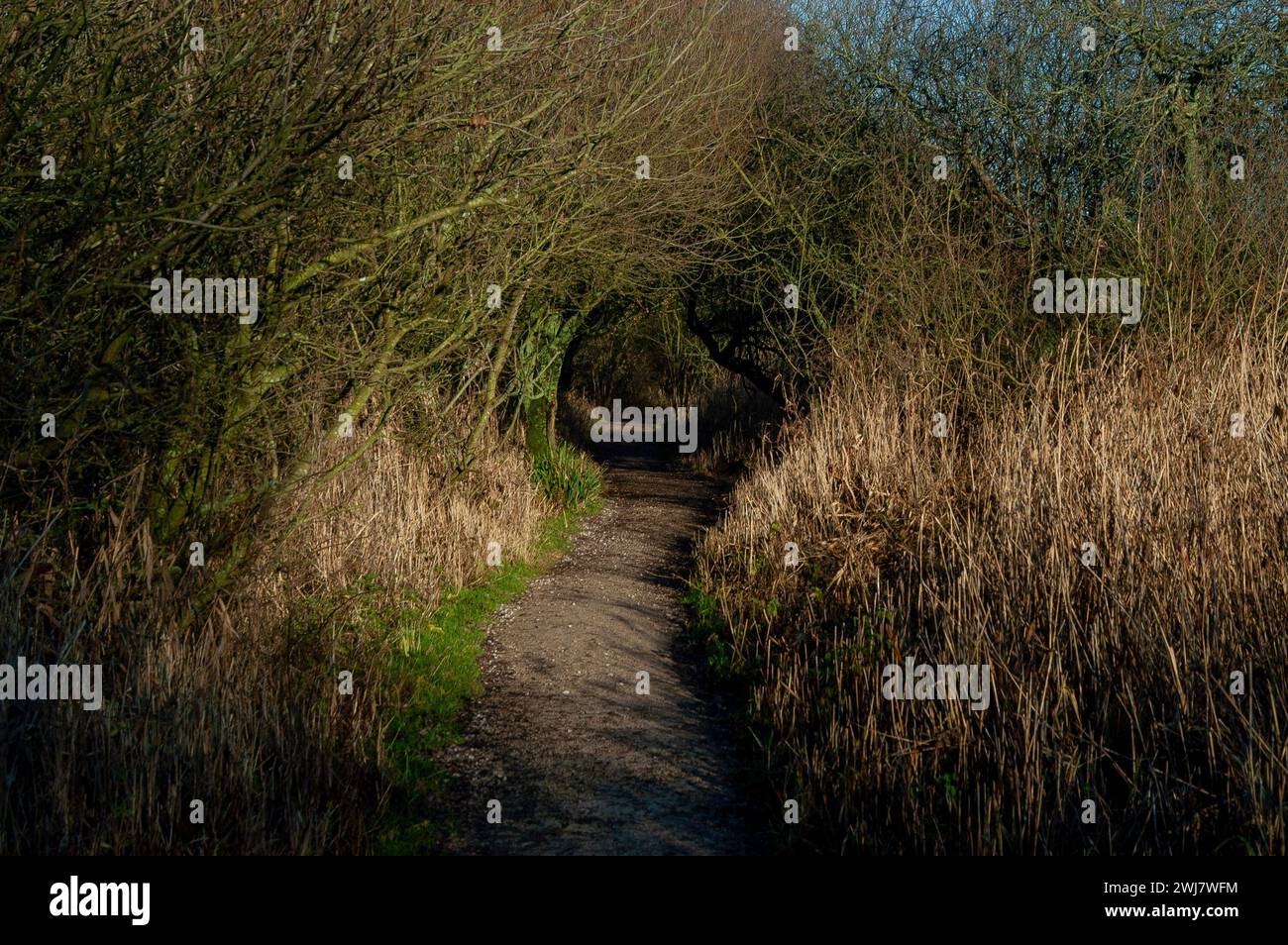 Leighton Moss, RSPB reserve, Cumbria, England, United Kingdom Stock ...