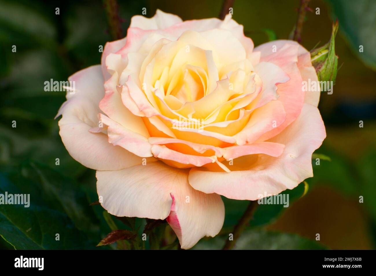 Elizabeth of Glamis rose, Heirloom Roses, St Paul, Oregon Stock Photo ...