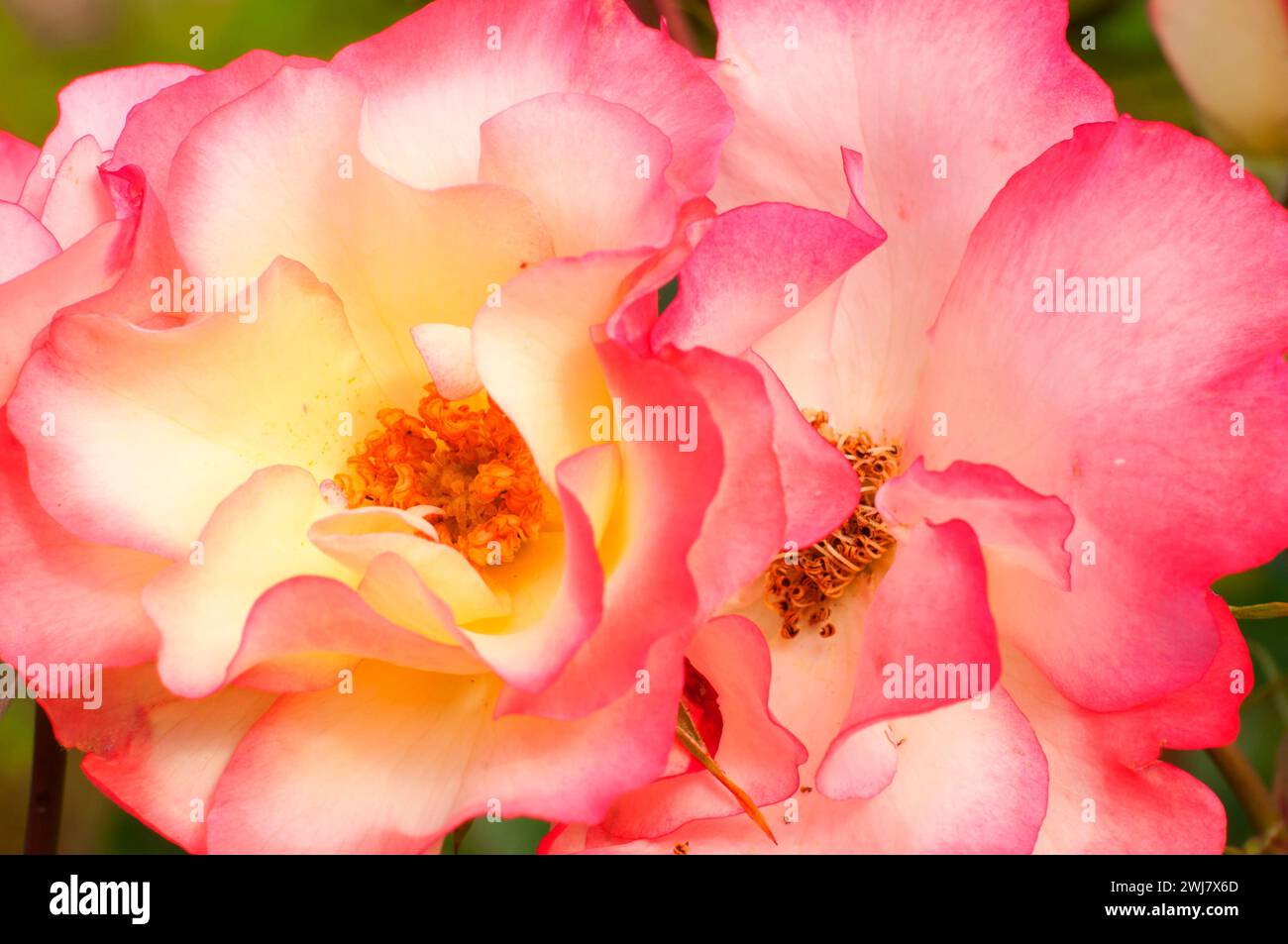 Birthday Girl rose, Heirloom Roses, St Paul, Oregon Stock Photo - Alamy