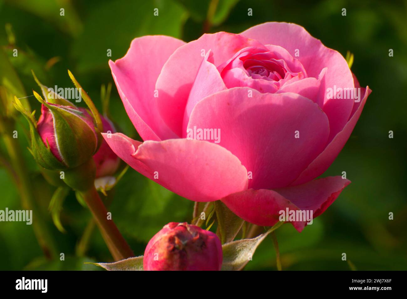 Rose, Heirloom Roses, St Paul, Oregon Stock Photo - Alamy