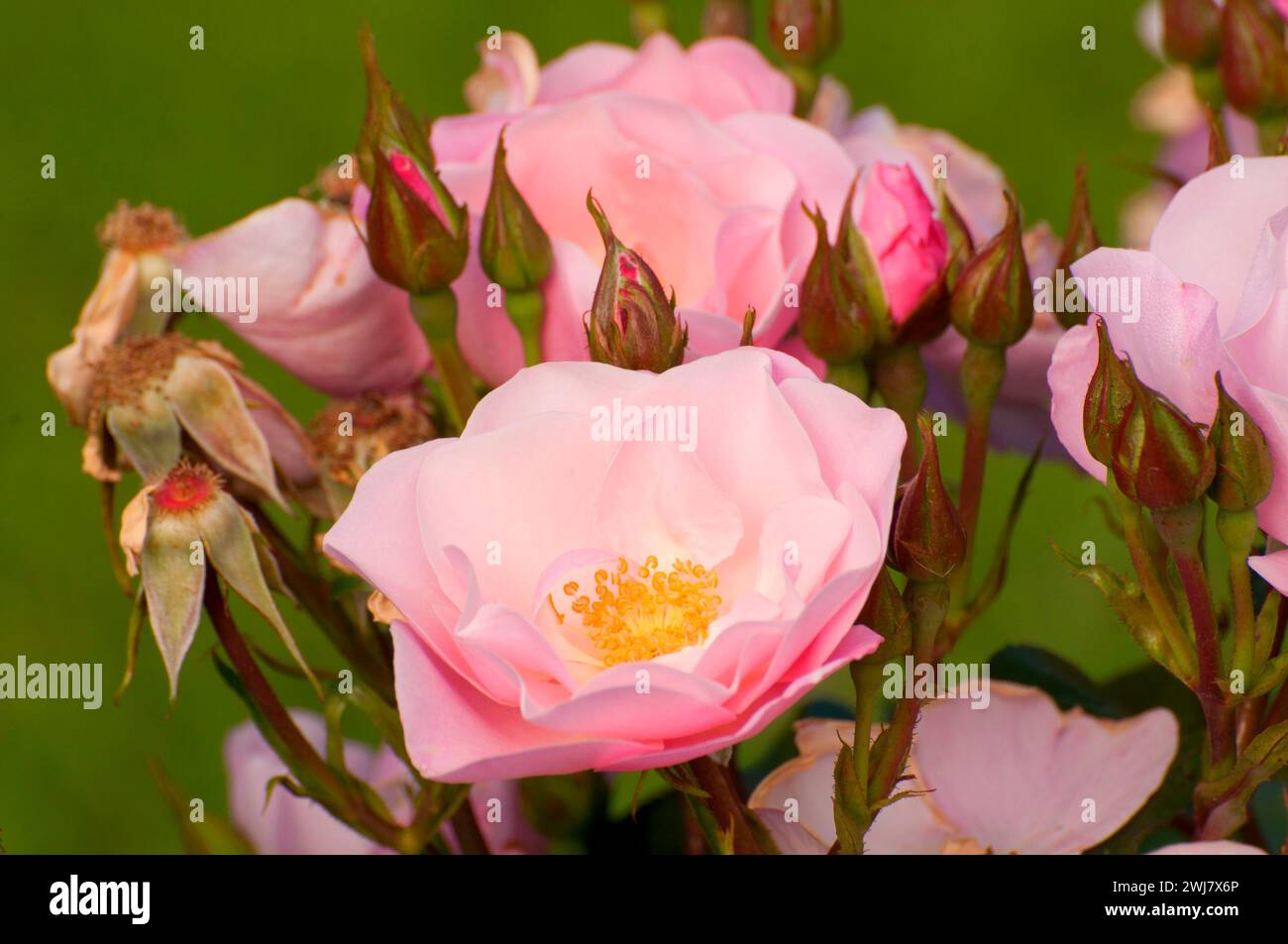 Kateryna rose, Heirloom Roses, St Paul, Oregon Stock Photo - Alamy