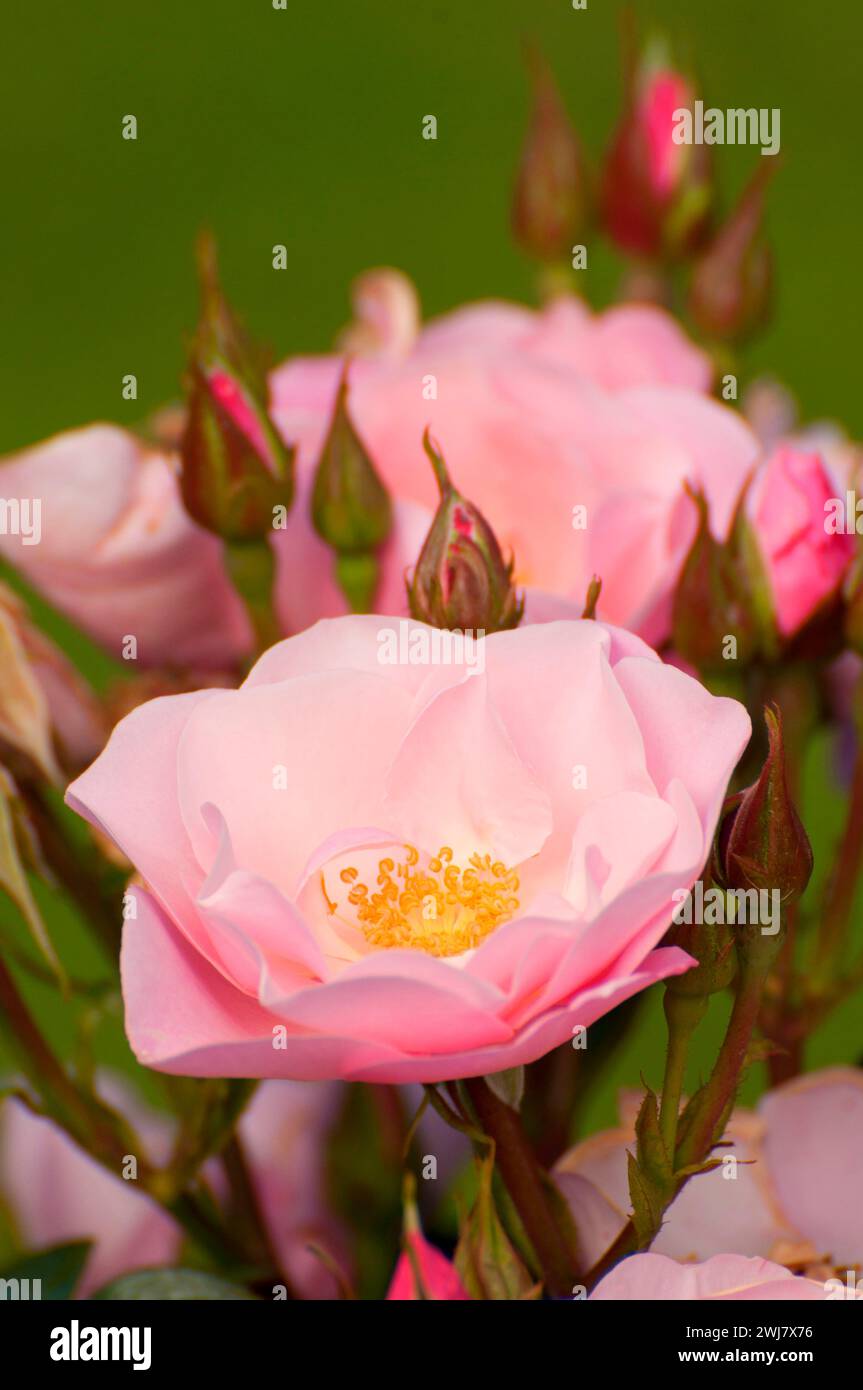 Kateryna rose, Heirloom Roses, St Paul, Oregon Stock Photo - Alamy